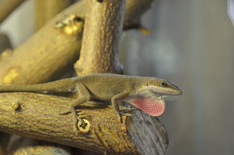 Anolis Carolinensis - Scheda Allevamento, Alimentazione e Caratteristiche